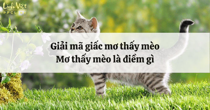 Giải mã giấc mơ thấy mèo - Mơ thấy mèo là điềm gì?