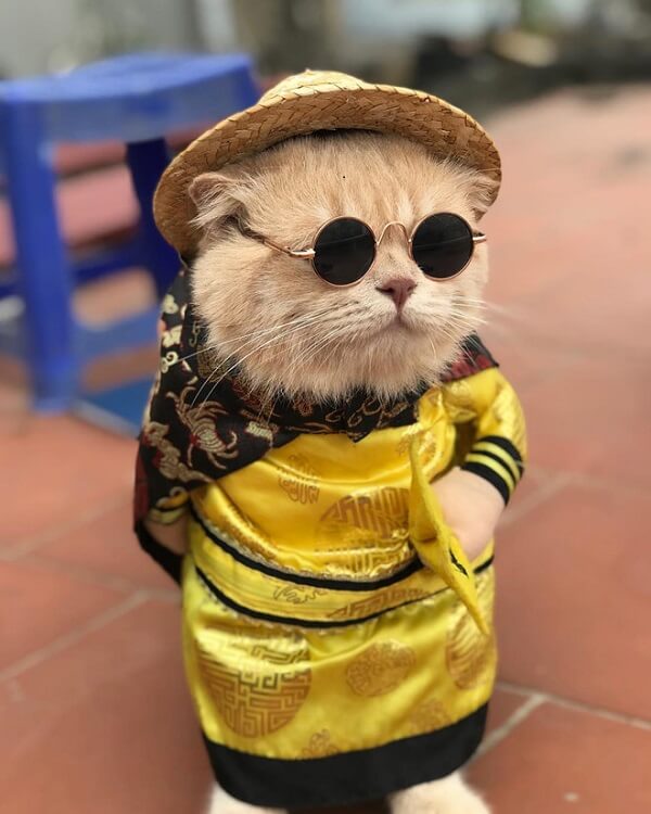 Giải mã giấc mơ thấy mèo - Mơ thấy mèo là điềm gì?