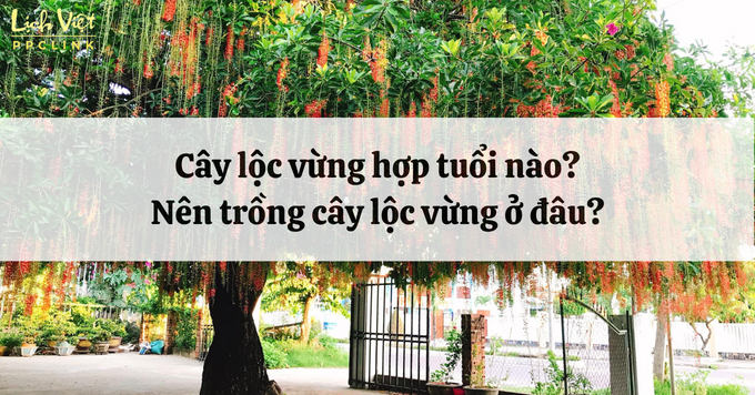 Cây lộc vừng hợp tuổi nào? Nên trồng cây lộc vừng ở đâu?